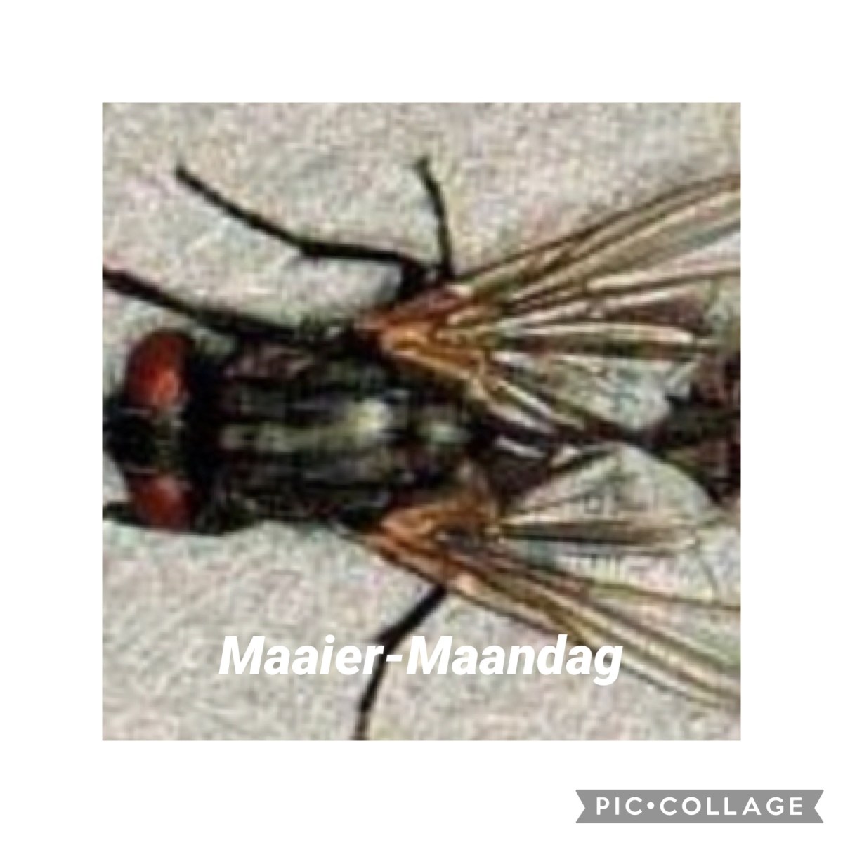 Maaier-Maandag – Dr. Christa van Staden